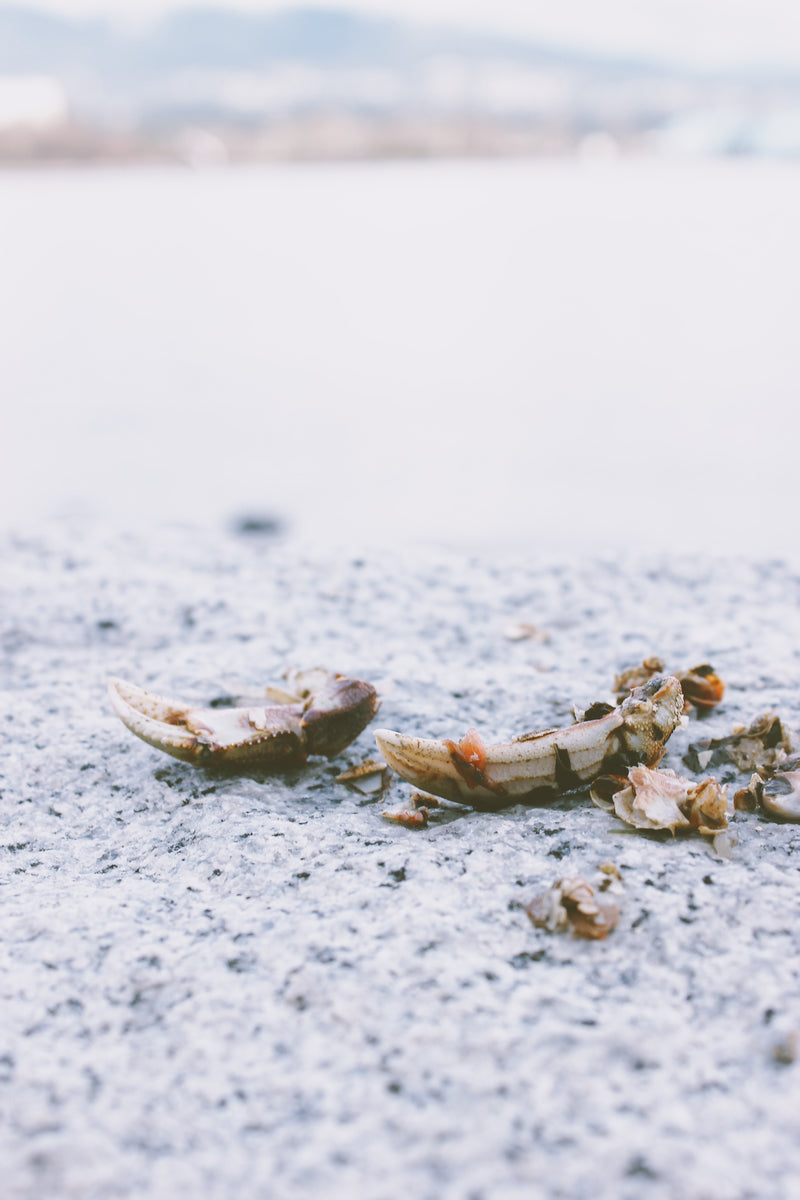 Lost Crab Arms – Wired Weird Artistry